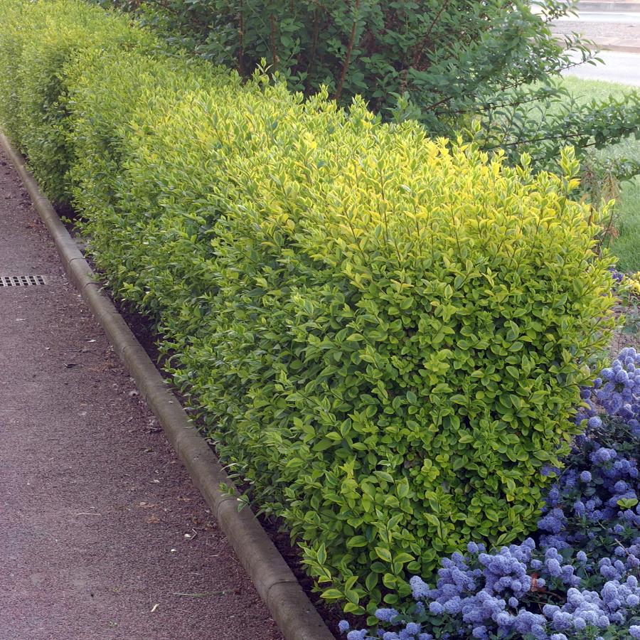 LIGUSTRUM