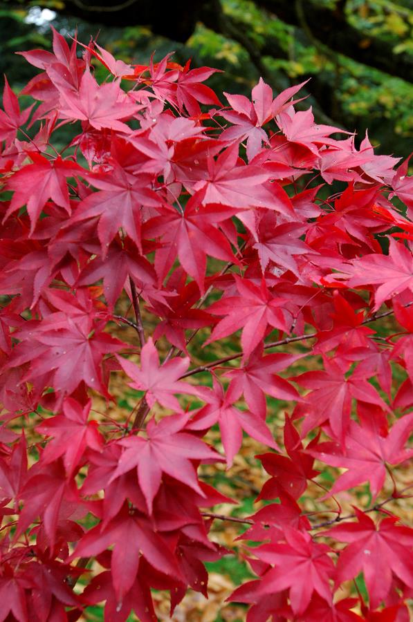 ACER palmatum 'OSAKAZUKI' | Minier Solution Pro