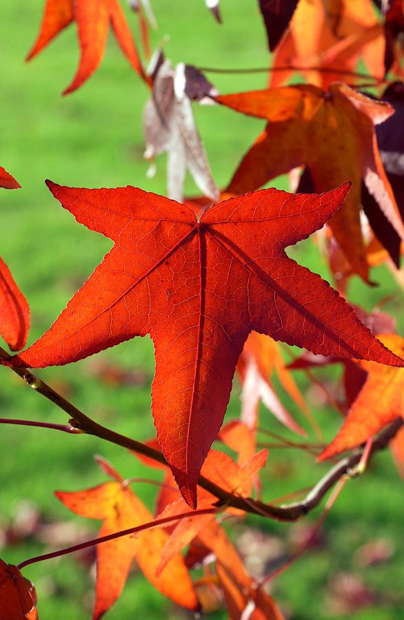 LIQUIDAMBAR styraciflua | Minier Solution Pro