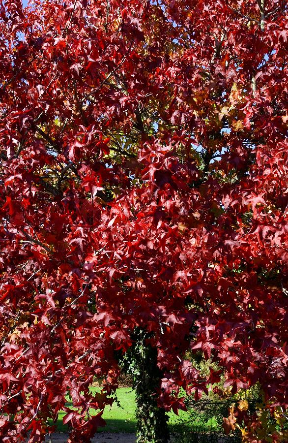 LIQUIDAMBAR styraciflua 'LANE ROBERTS' | Minier Solution Pro