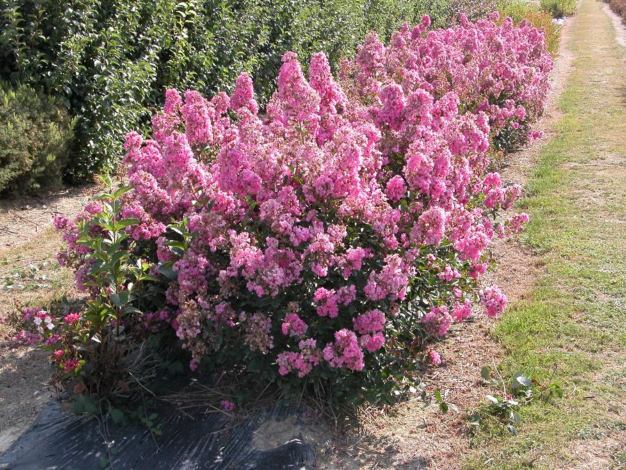 LAGERSTROEMIA