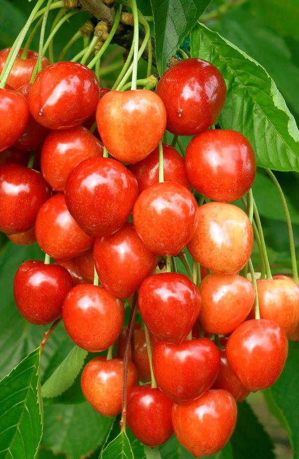 PRUNUS avium 'RAINIER' | Minier Solution Pro