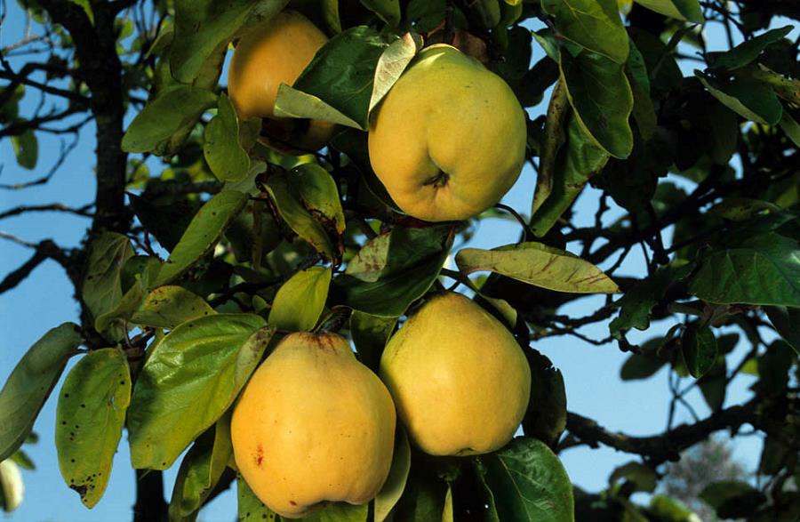 CYDONIA oblonga 'CHAMPION' | Minier Solution Pro