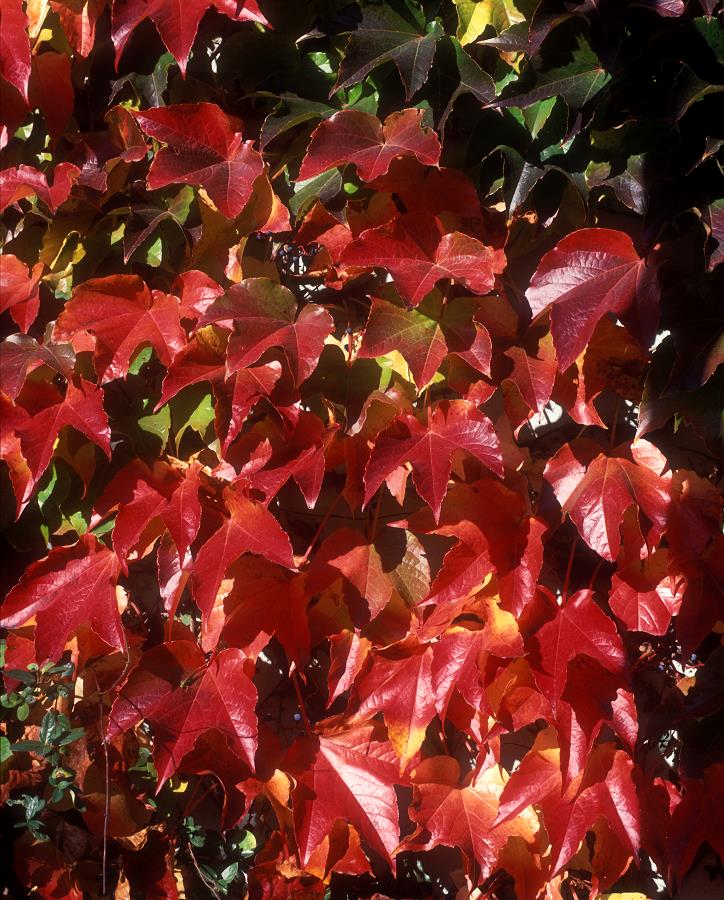 PARTHENOCISSUS