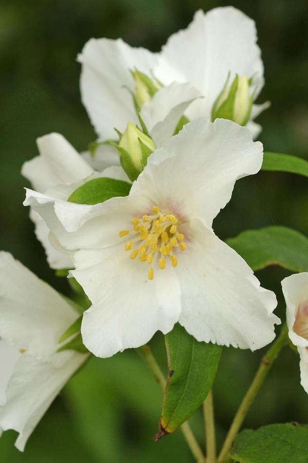 PHILADELPHUS