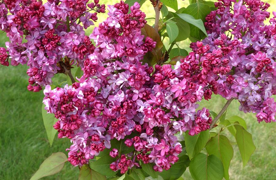 SYRINGA vulgaris 'PRINCE WOLKONSKY' | Minier Solution Pro