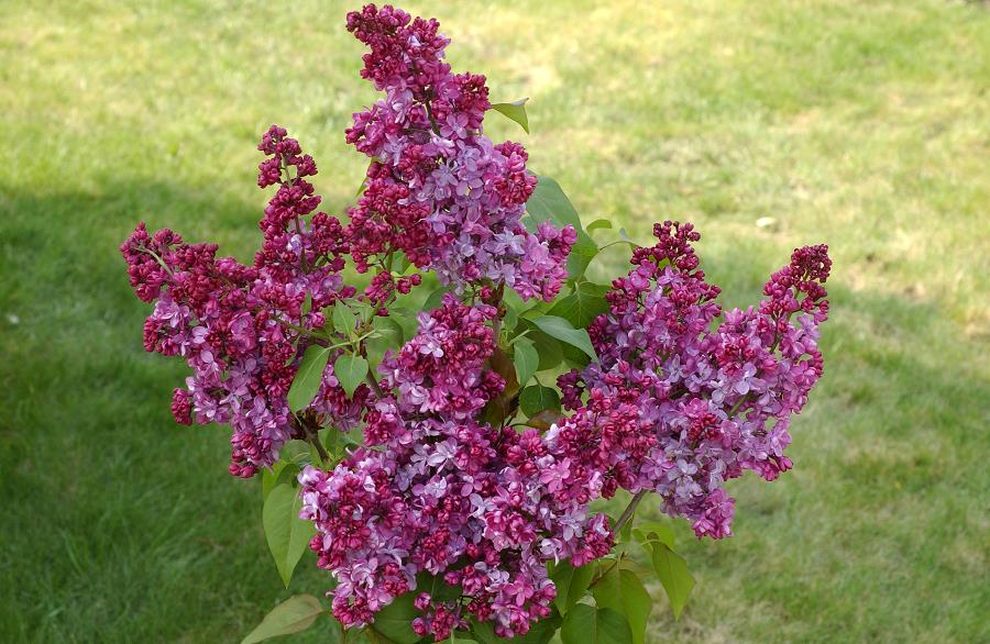 SYRINGA vulgaris 'PRINCE WOLKONSKY' | Minier Solution Pro