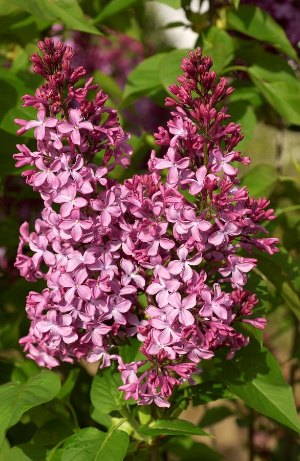 SYRINGA vulgaris 'PRINCESSE STURDZA' | Minier Solution Pro