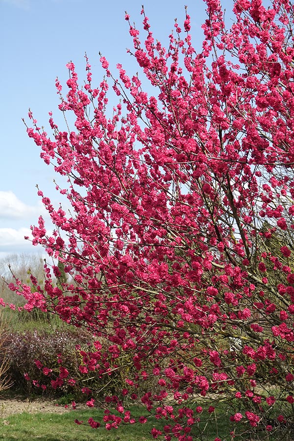 PRUNUS persica TAOFLORA (R) RED 'Mintao13' cov | Minier Solution Pro