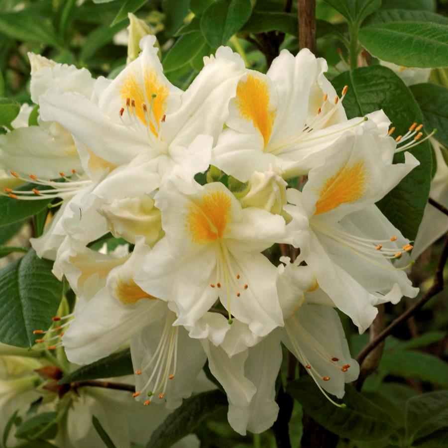 AZALEA mollis 'PERSIL' | Minier Solution Pro