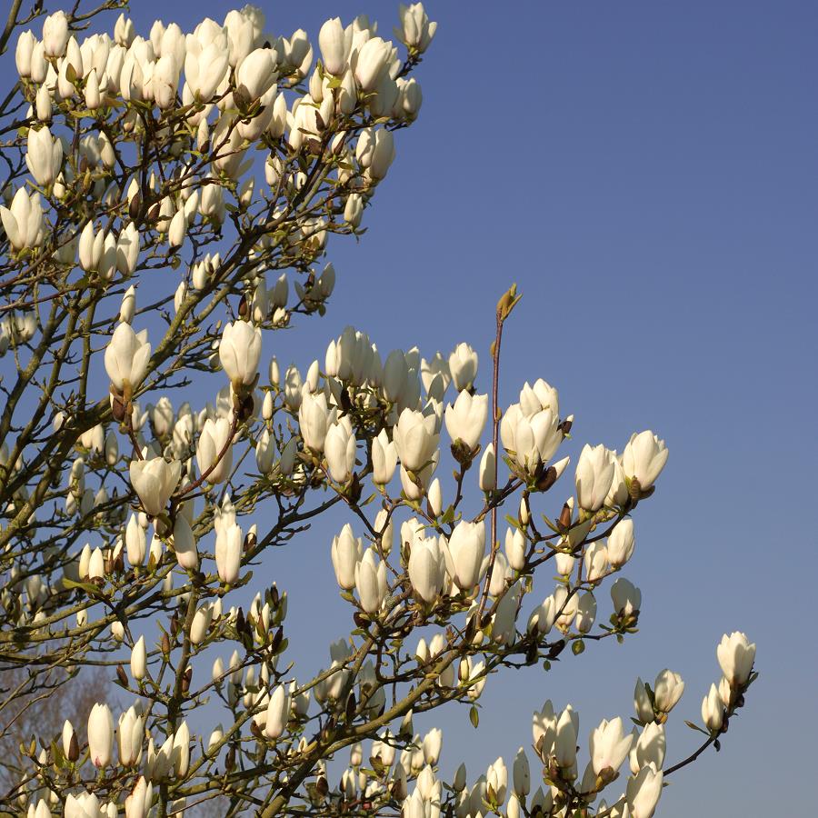 MAGNOLIA 'MANCHU FAN' | Minier Solution Pro