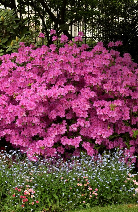 AZALEA japonica 'AMOENA' | Minier Solution Pro