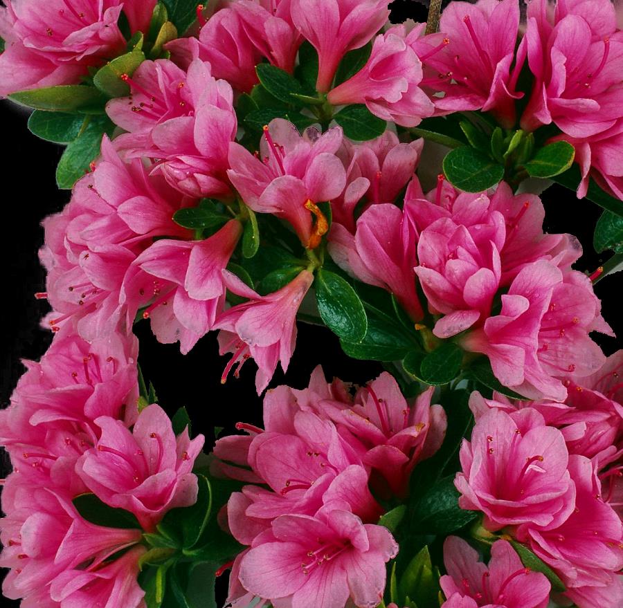 AZALEA japonica 'KIRIN' | Minier Solution Pro