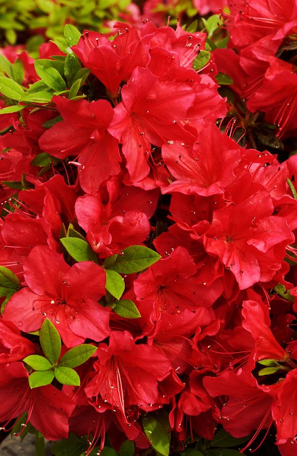 AZALEA japonica 'ARABESK' | Minier Solution Pro