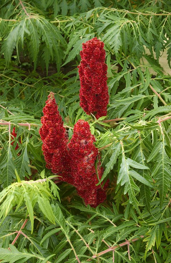 RHUS typhina 'DISSECTA' | Minier Solution Pro