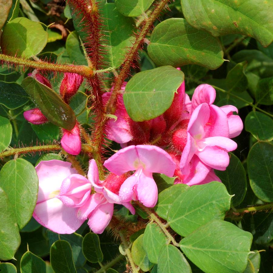 ROBINIA hispida var. rosea | Minier Solution Pro