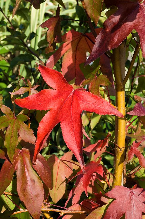 LIQUIDAMBAR styraciflua 'THEA' | Minier Solution Pro
