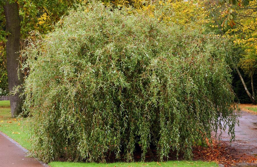 SALIX matsudana 'TORTUOSA' | Minier Solution Pro