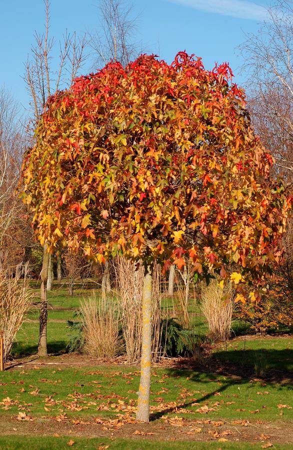 LIQUIDAMBAR styraciflua 'GUMBALL' | Minier Solution Pro