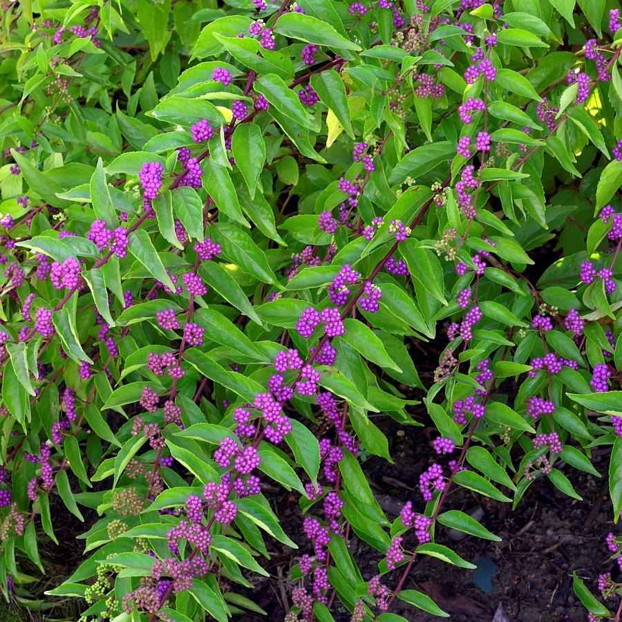 CALLICARPA