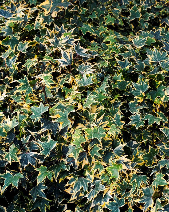 HEDERA helix 'GOLDCHILD' | Minier Solution Pro
