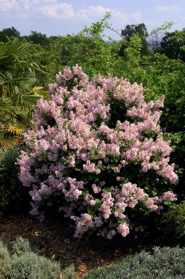 SYRINGA 'JOSEE' | Minier Solution Pro
