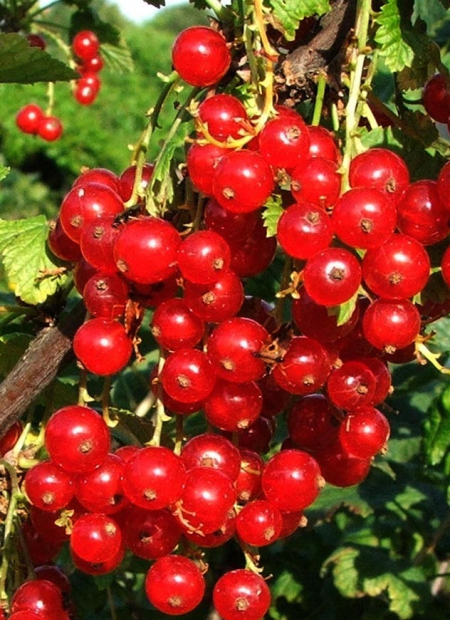 RIBES | Minier Solution Pro